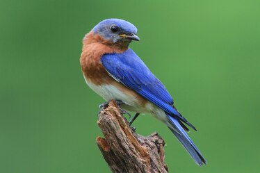 Eastern Bluebird