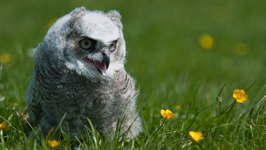 Baby Snowy Owls The Amazing World Of Owls In Photography | One Big