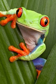 Basic Information On Frogs
