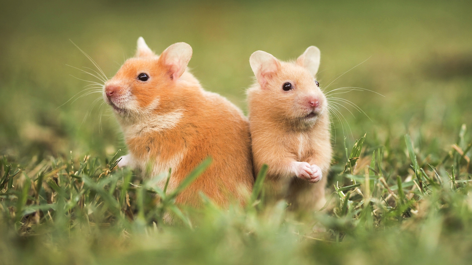 Hamsters From The Wild To Your Bedroom National Geographic Kids Hamsters From The Wild To Your Bedroom National Geographic Kids