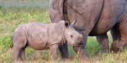 Baby Javan Rhinoceros