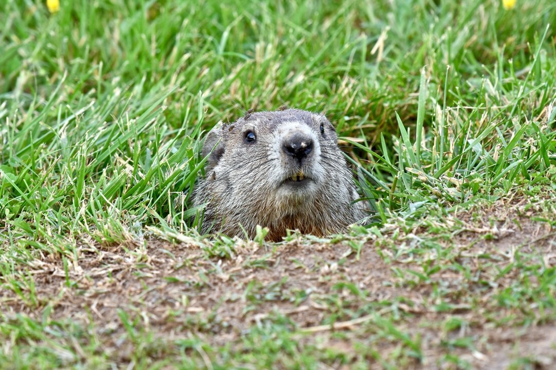 Ground Hogs And Gophers