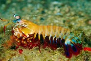 Mantis Shrimp For Sale Australia Signal Site Gallery Of Photos Mantis Shrimp For Sale Australia Signal Site Gallery Of Photos