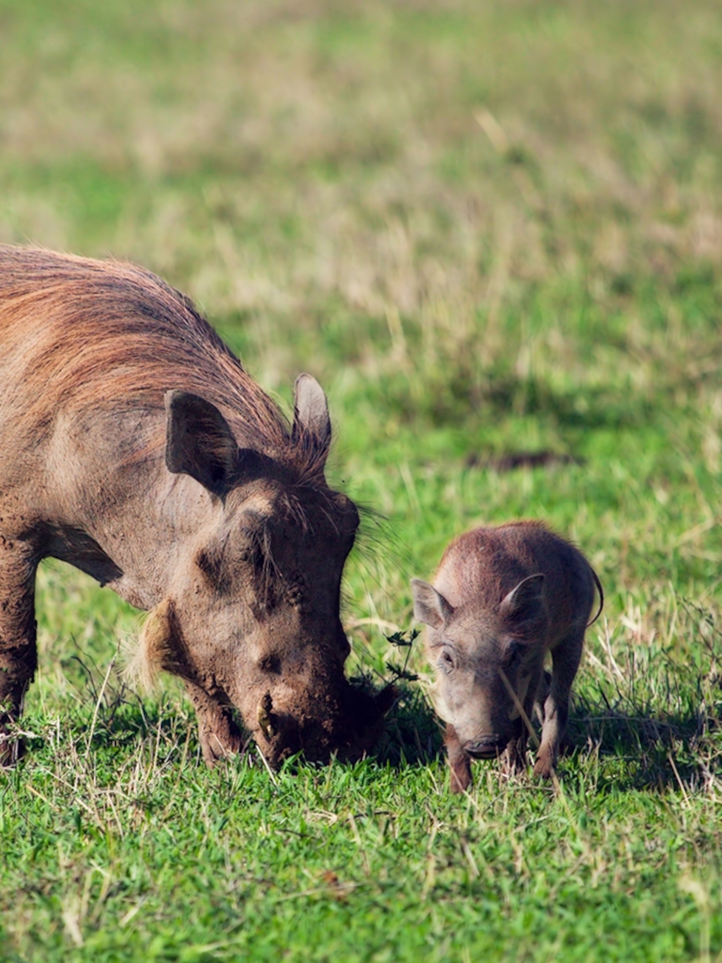 Baby Warthog Cute Warthog Babies Hi Res Stock Photography And Images