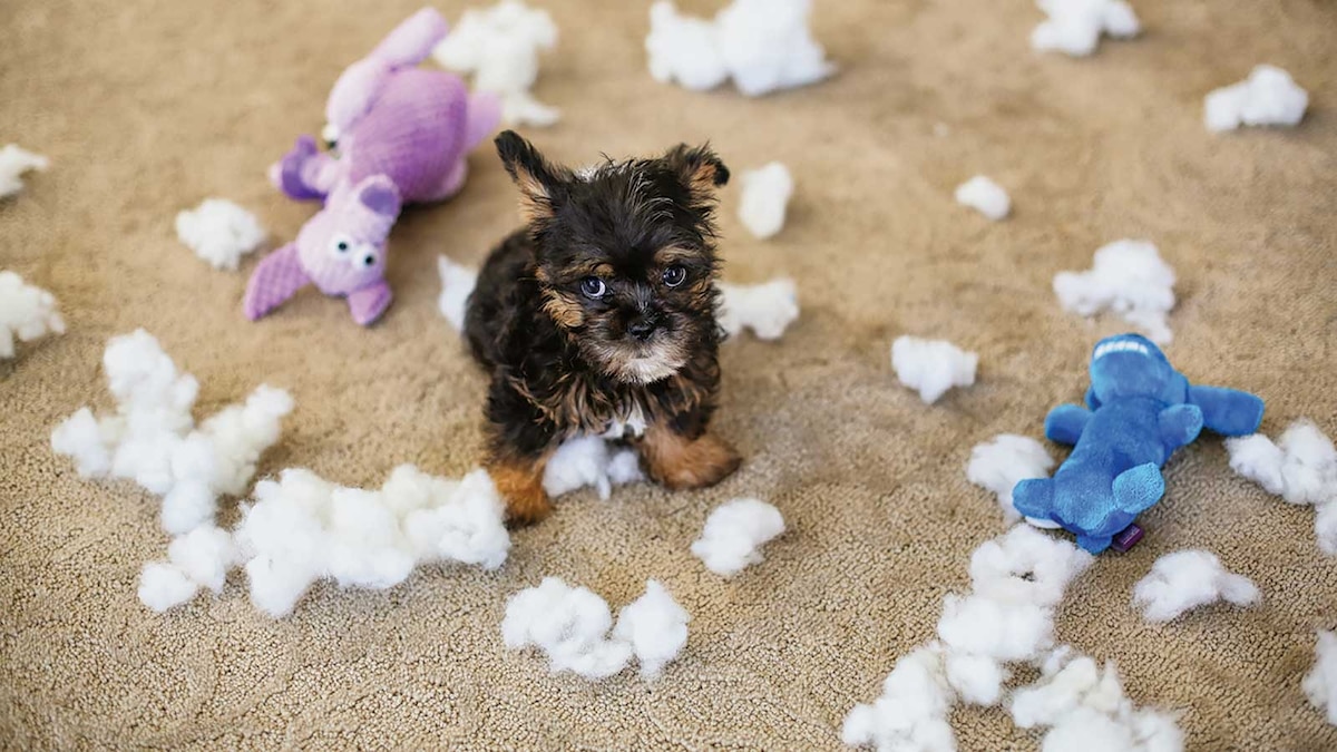 It's a Puppy's Life | National Geographic Kids