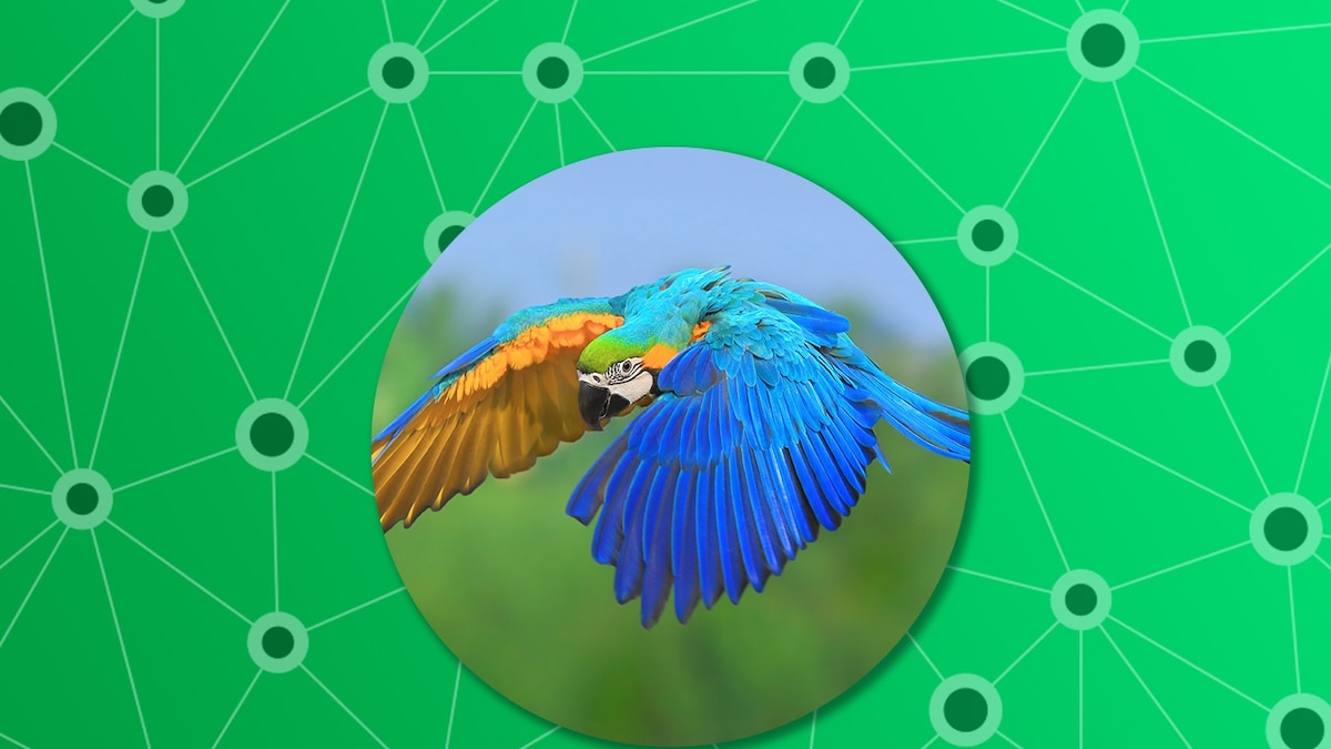 Design a house and find out which rainforest animal you are! | National ...