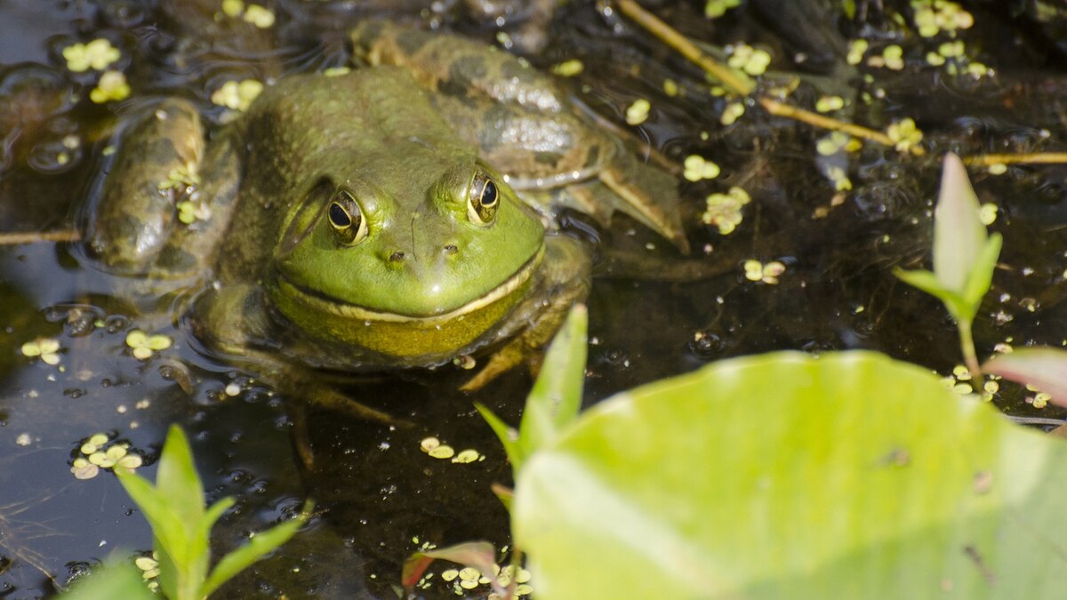 American Bullfrog