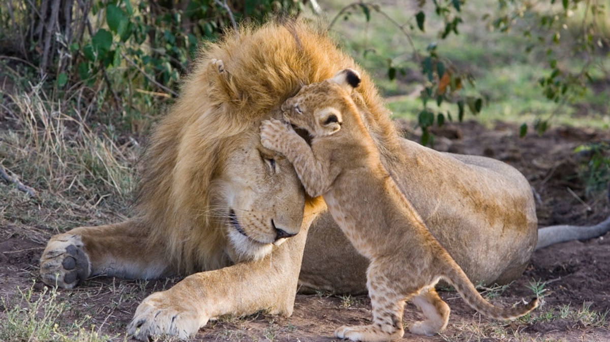 Amazing animal dads | National Geographic