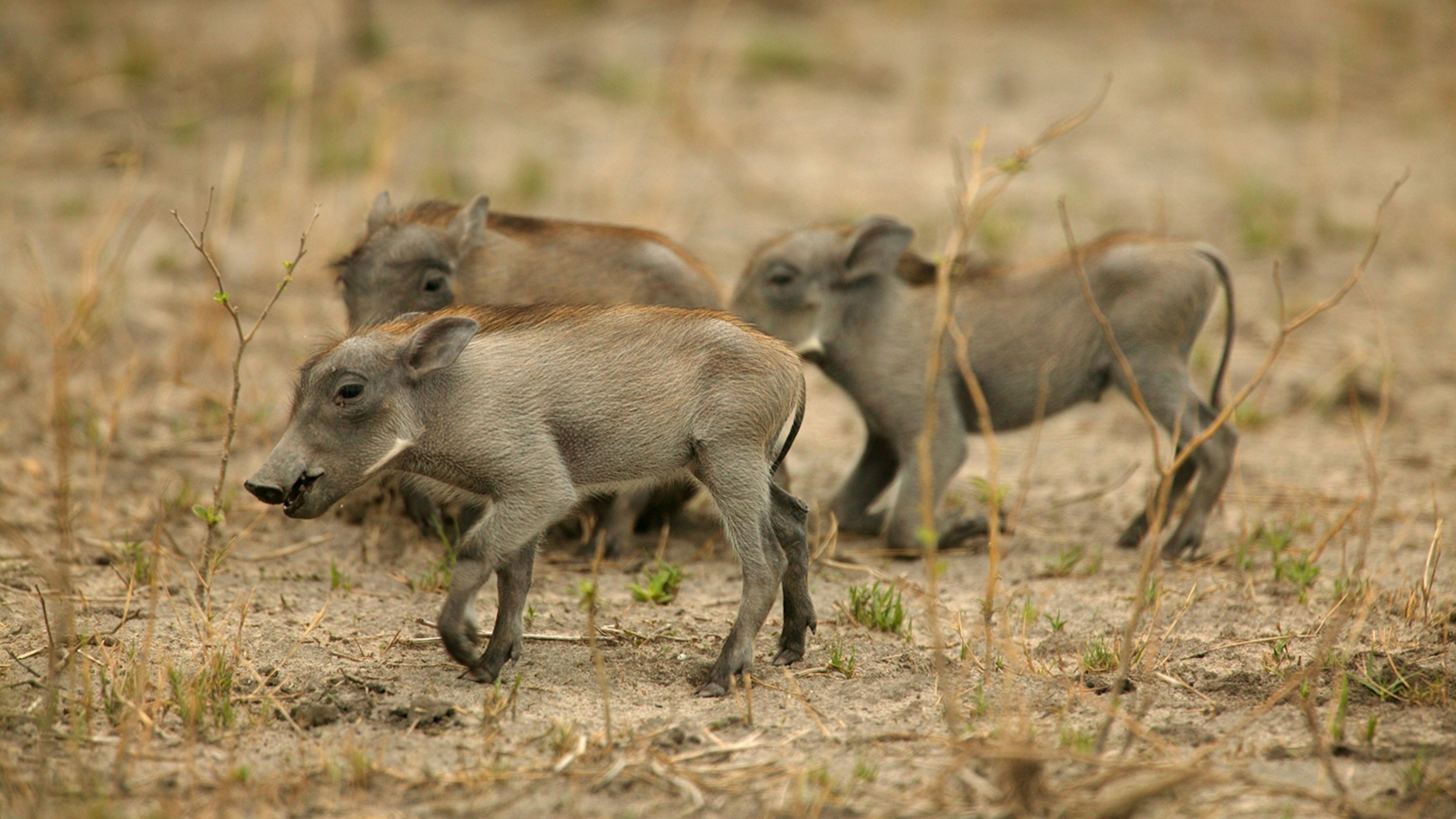 Cute Baby Warthog