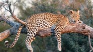 Leopard In A Tree Leopard In A Tree