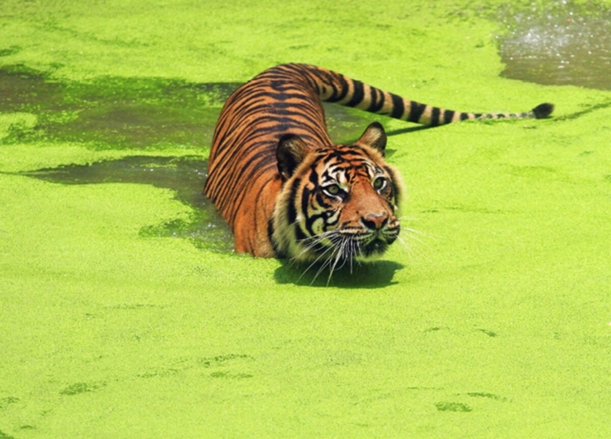 5 reasons why tigers are terrific