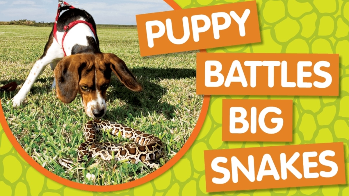 Amazing Animals: Puppy Battles Big Snakes | National Geographic Kids