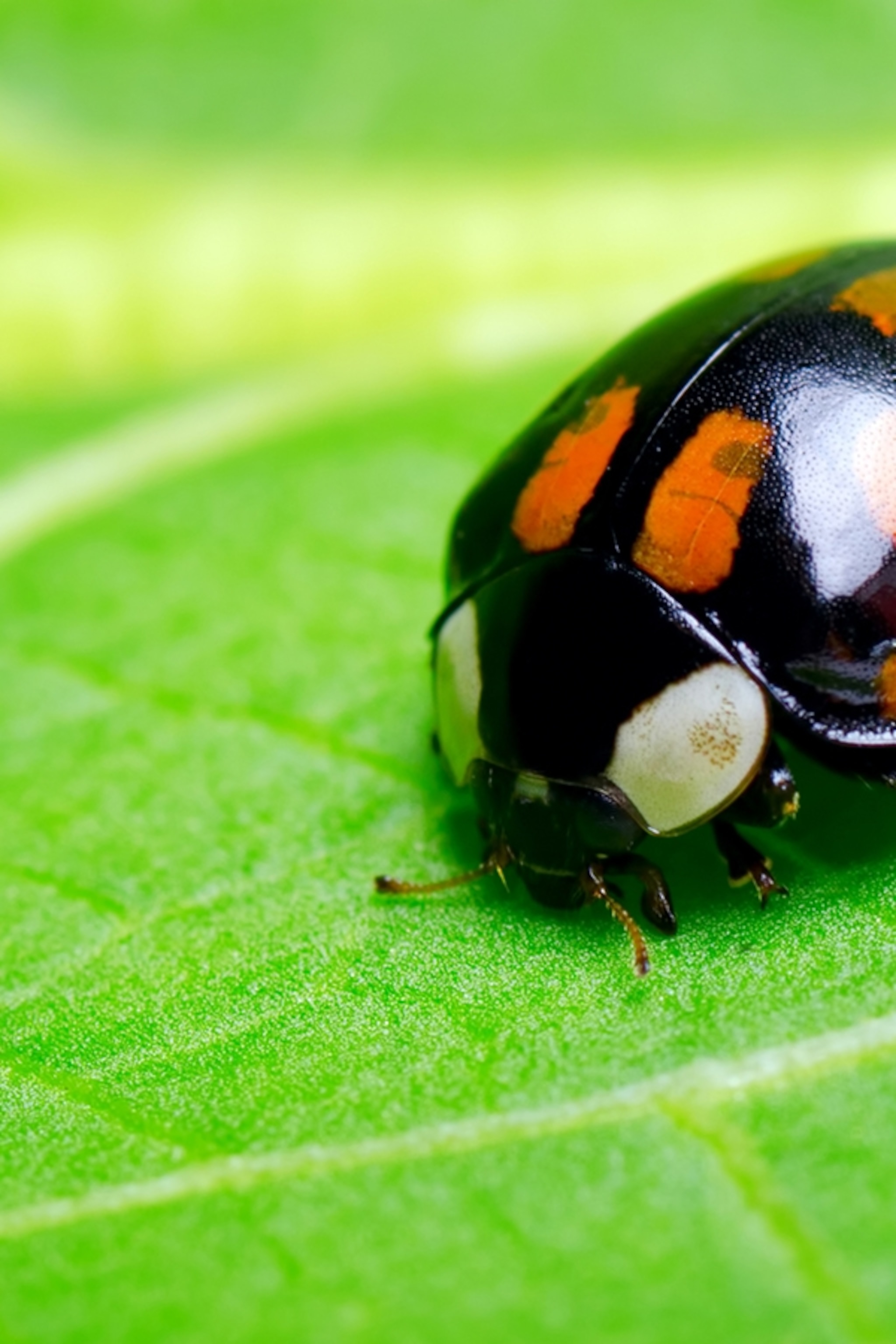 Information About Ladybugs