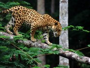 Amazon Rainforest Animals Facts For Kids Wild Life Amazon Rainforest Animals Facts For Kids Wild Life