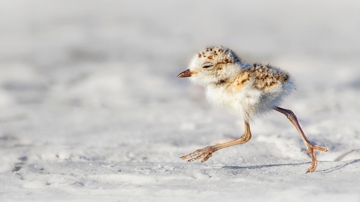 Snowy Plover | National Geographic Kids