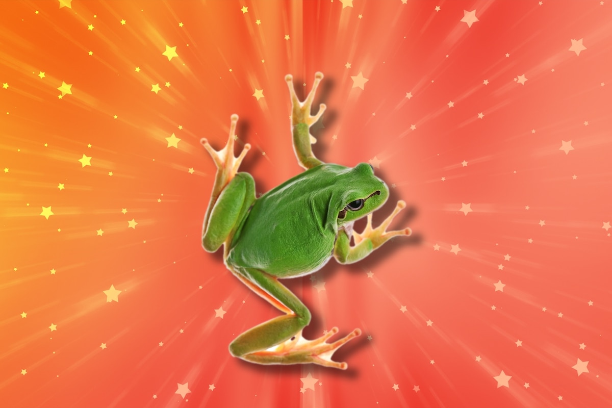 Freaky frogs quiz