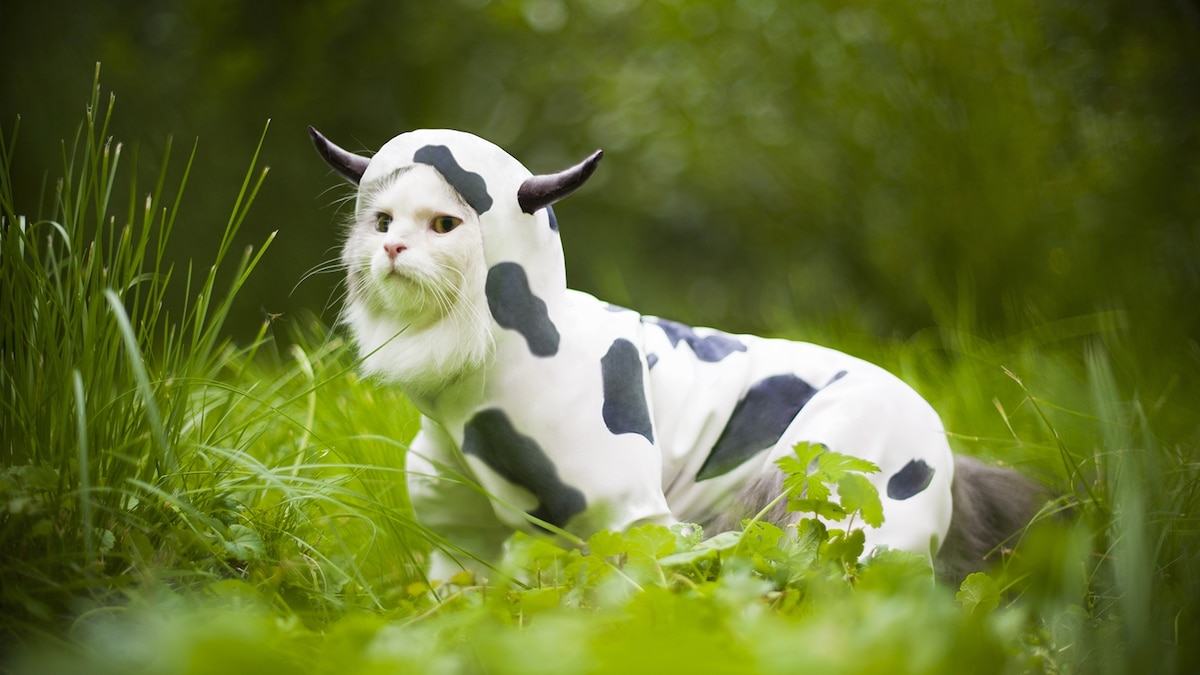 Wacky Weekend: Animal Costumes | National Geographic Kids