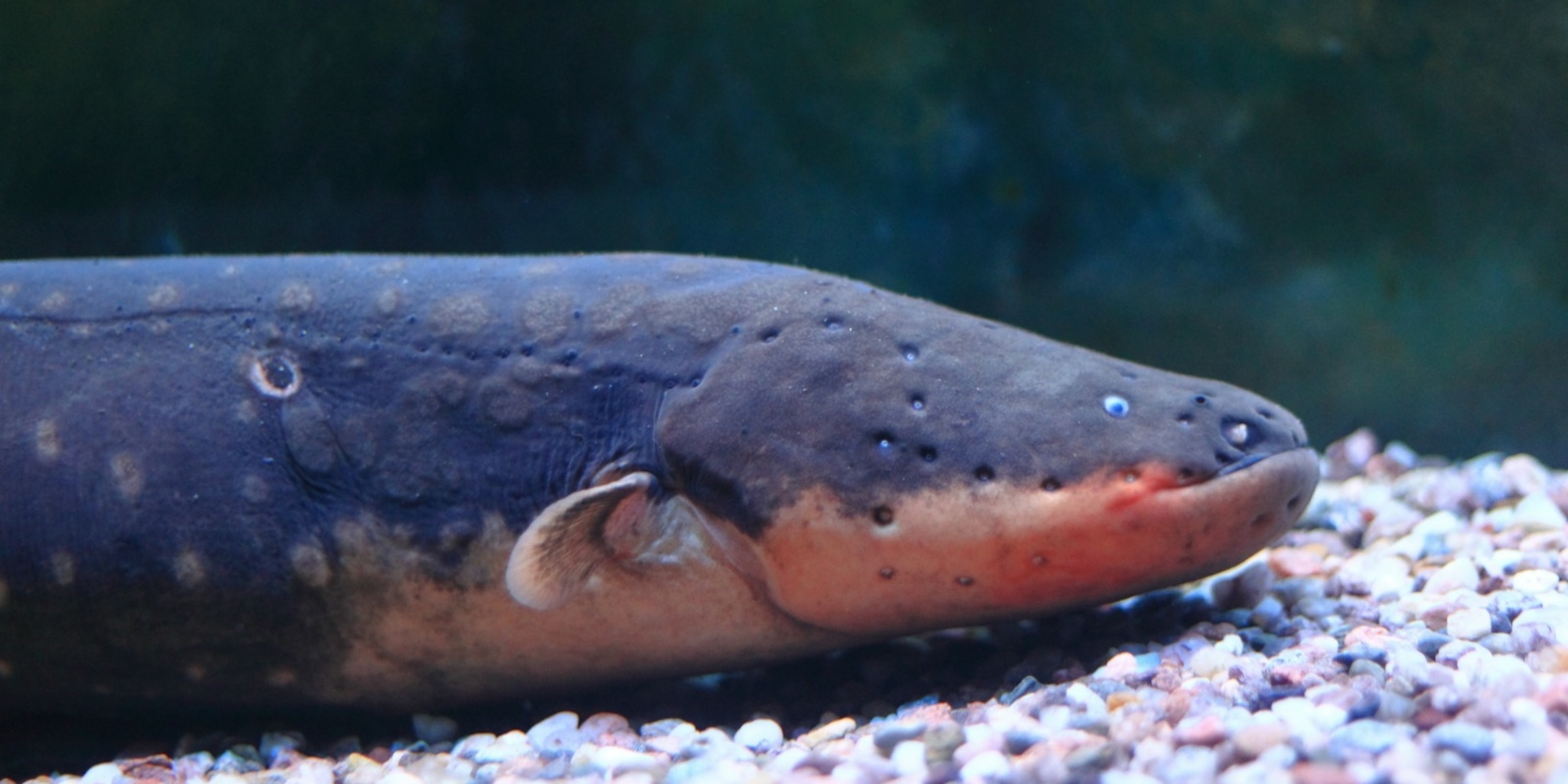 Do Eels Have Electricity