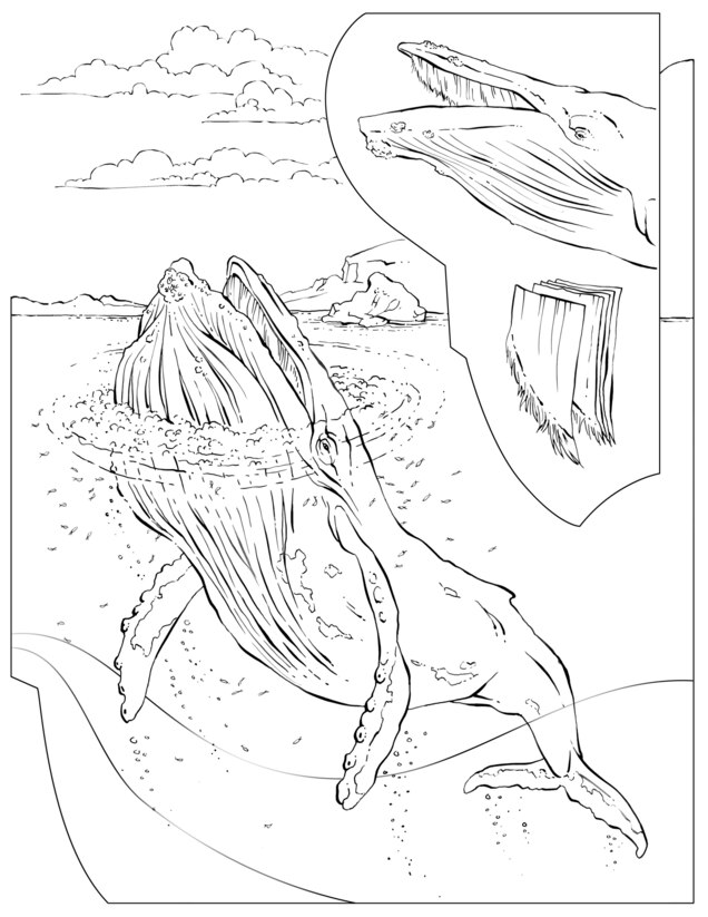 National Geographic Animal Coloring Pages
