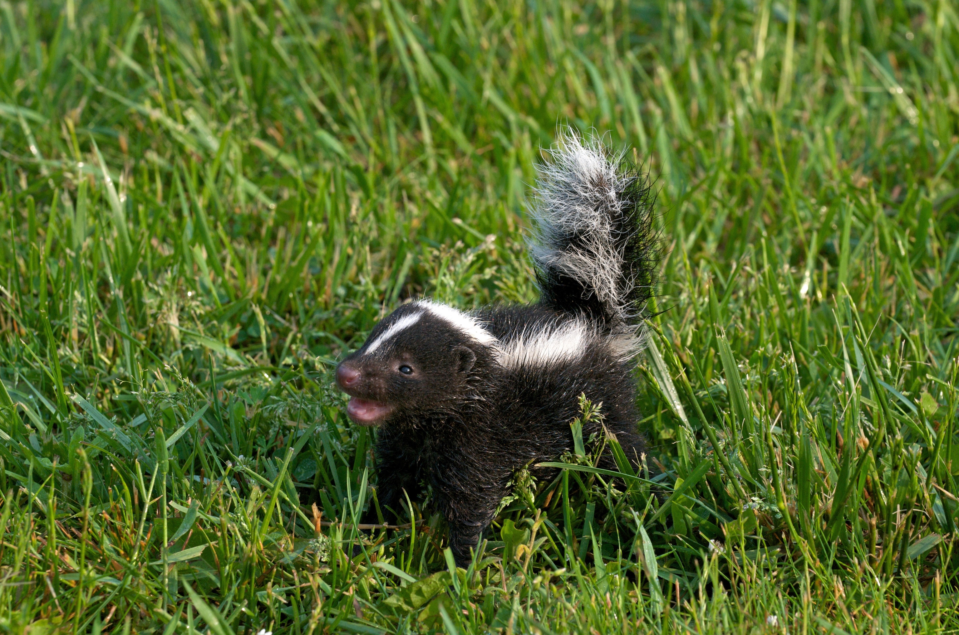 Interesting Facts About Skunks Just Fun Facts Best 25+ Skunk Facts