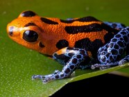 Blue Poison Dart Frog Blue Poison Dart Frog
