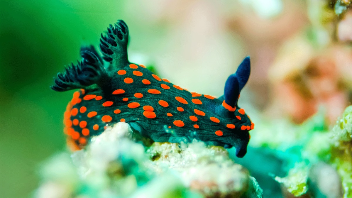 Nudibranch