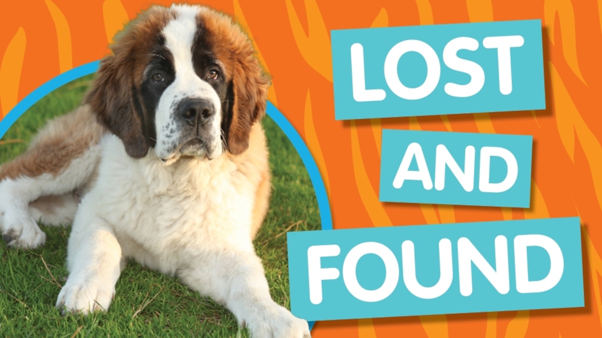 Amazing Animals: Lost and Found | National Geographic Kids