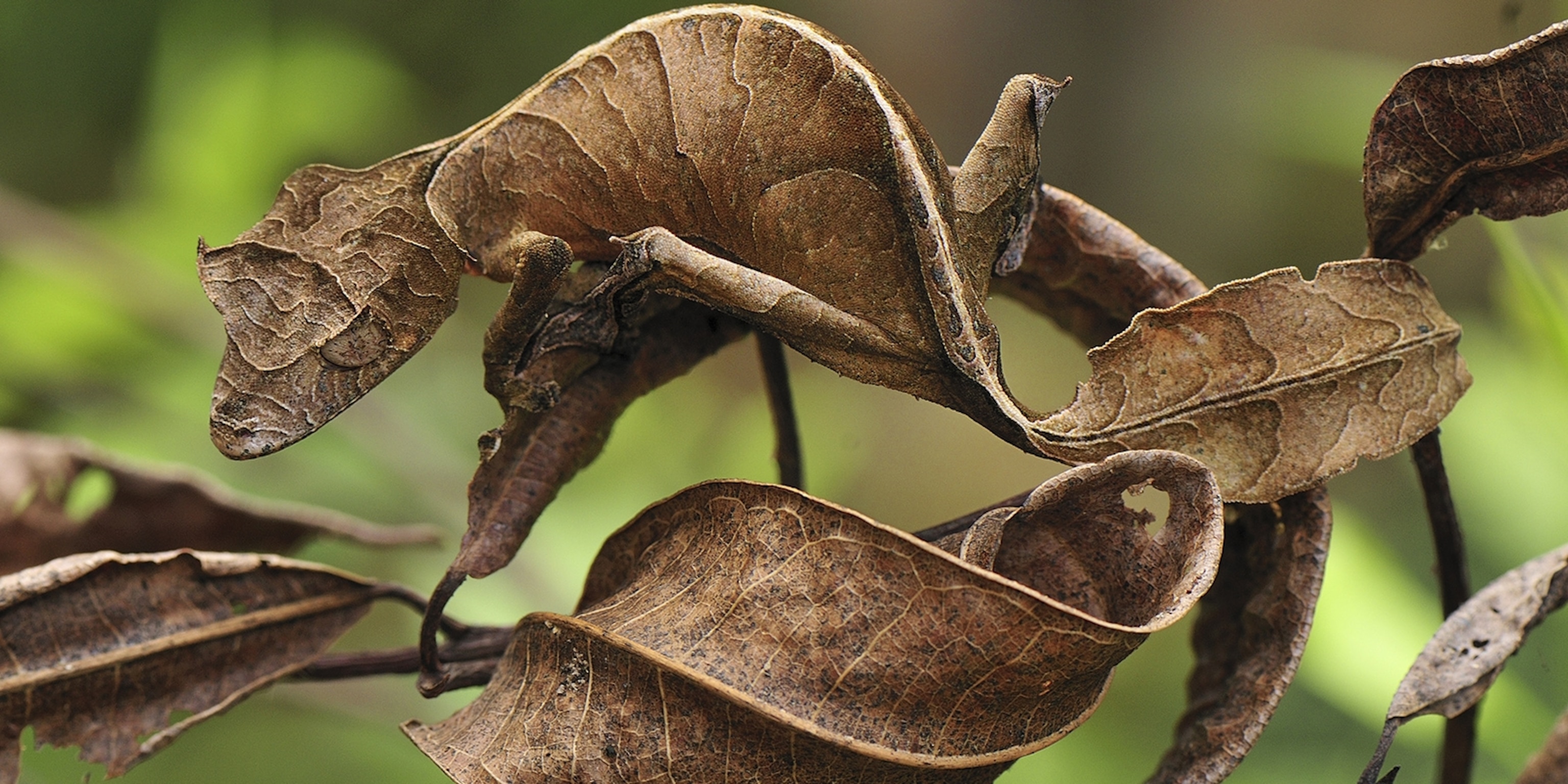 Animals That Camouflage For Kids Animal Camouflage Clipart {Creative