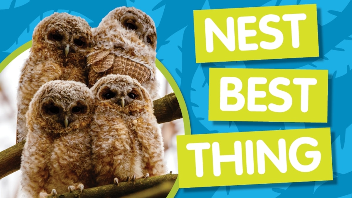 Amazing Animals: Nest Best Thing | National Geographic Kids