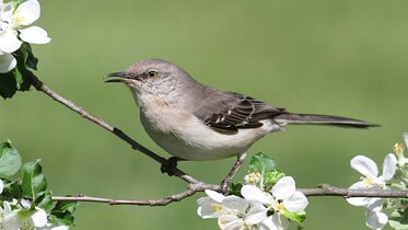 Northern Mockingbird | National Geographic Kids