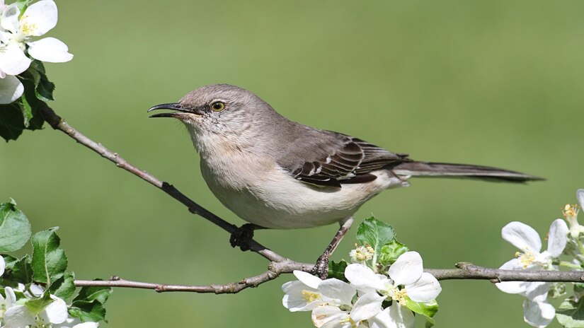 Nordlig Mockingbird Som Flyr Northern Mockingbird – Rare, Beautiful