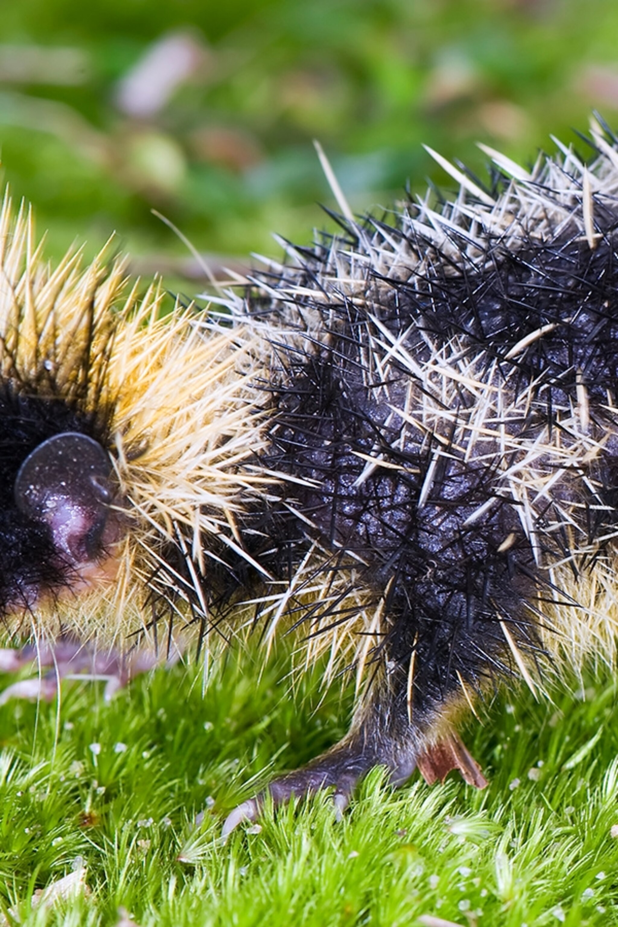 Low Lands Madagascar Lowland Streaked Tenrec (Hemicentetes