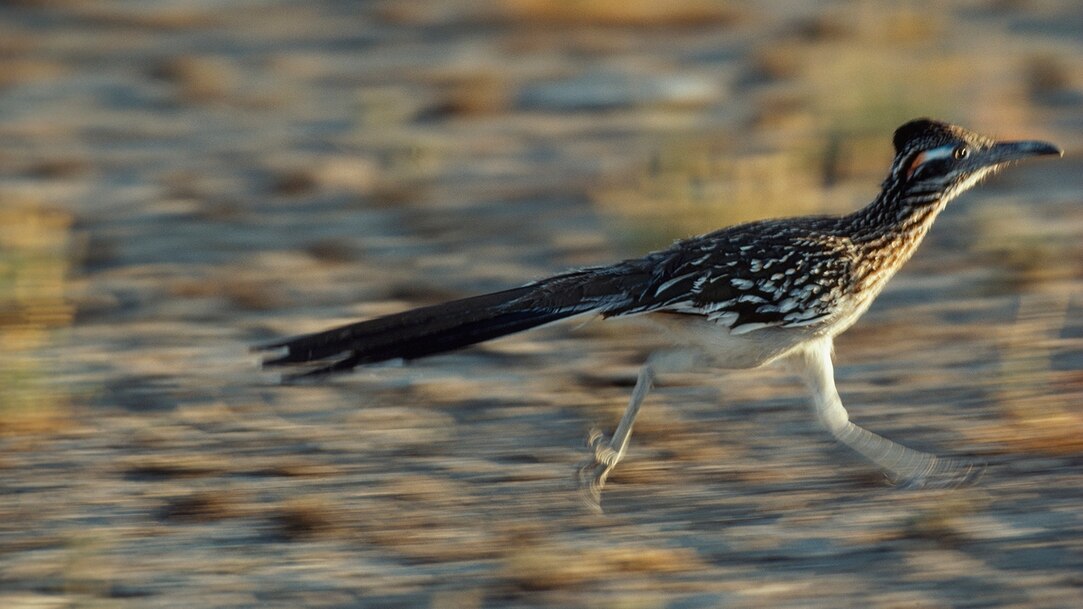 National Geographic Desert Biome