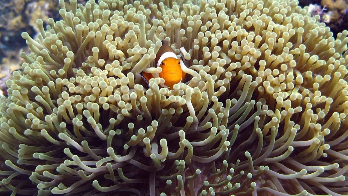 Clown Anemonefish | National Geographic Kids