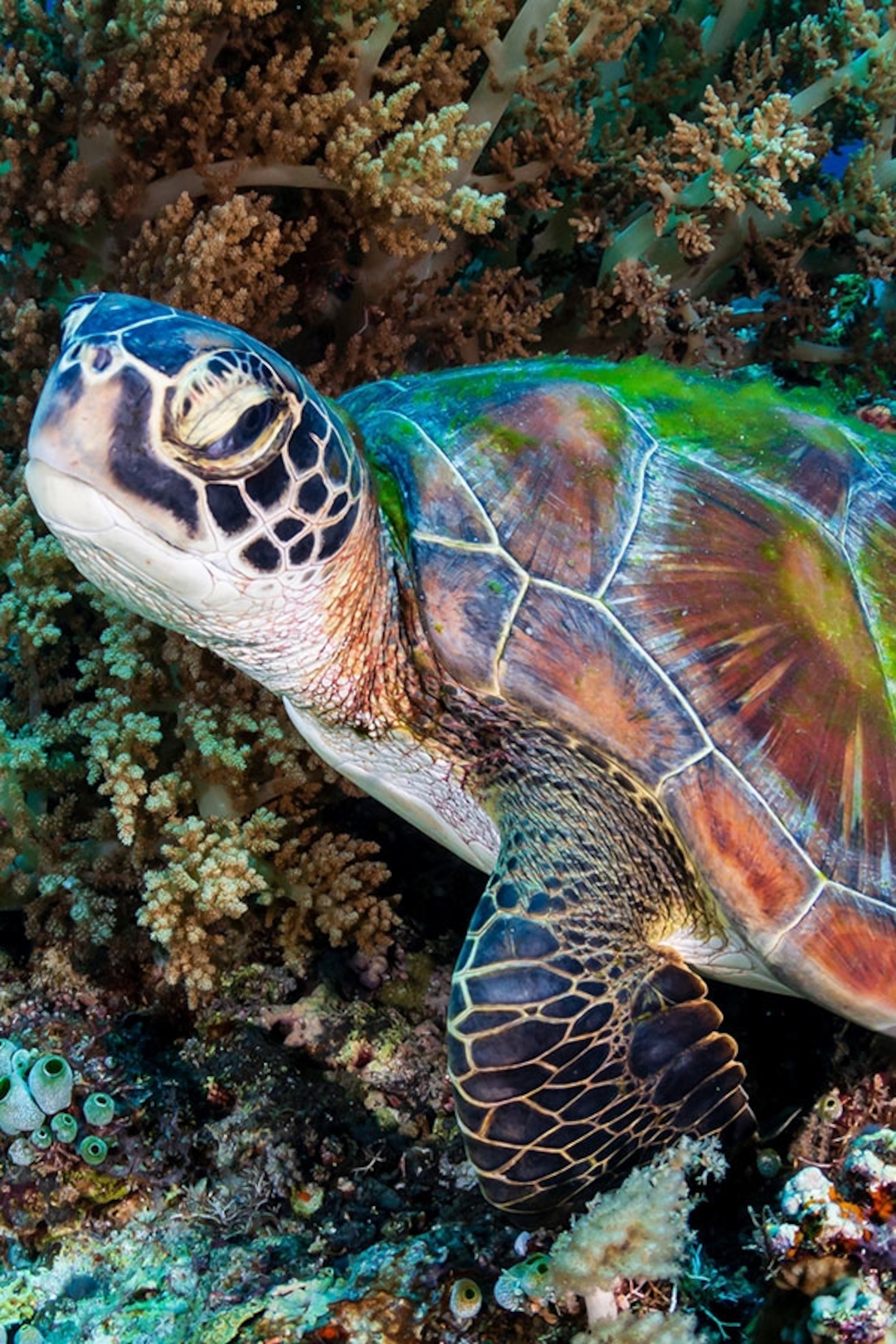 Underwater Sea Turtle Wallpaper Turtle Sea Underwater Free Photo On