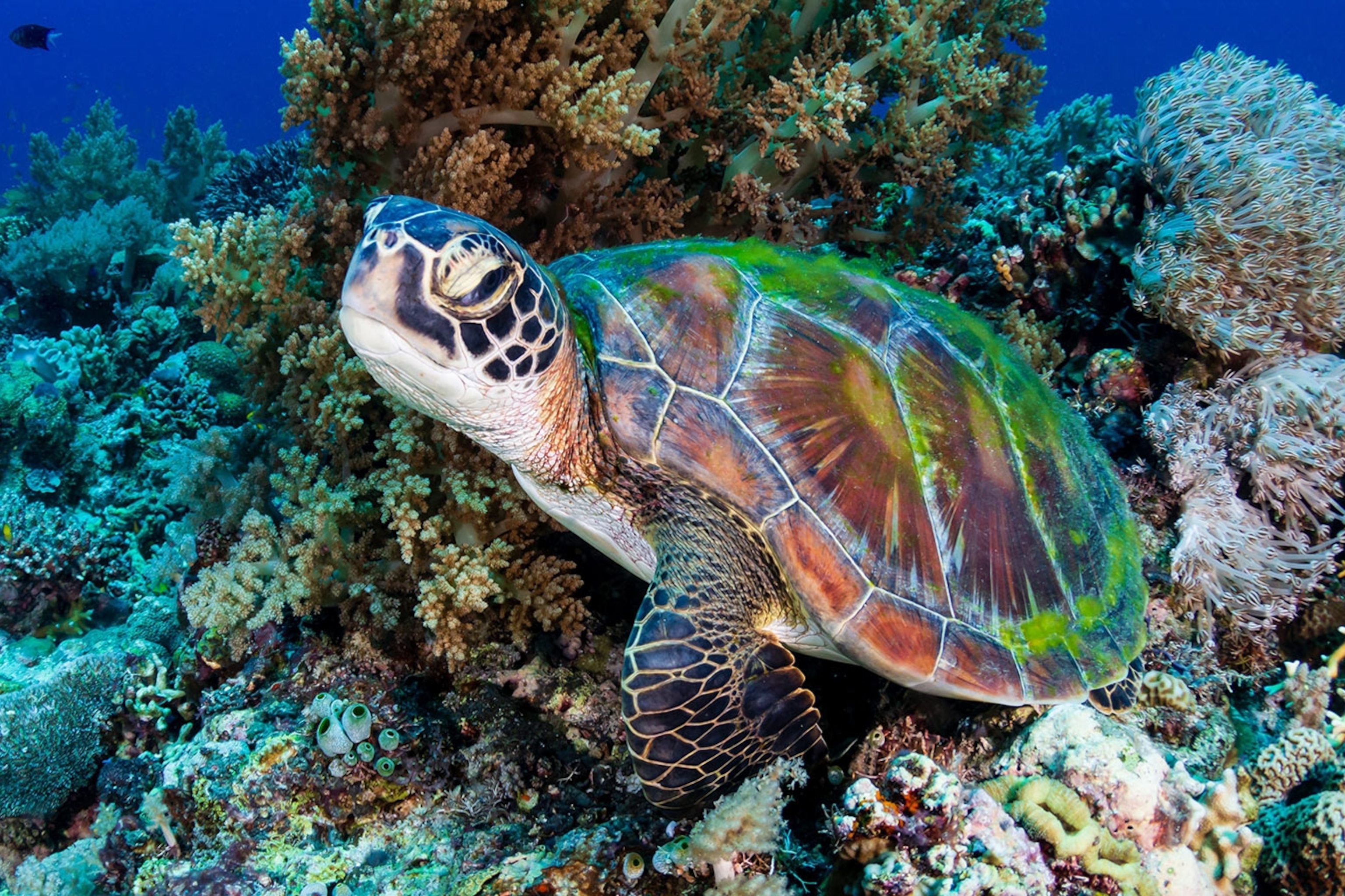 Sea Turtle