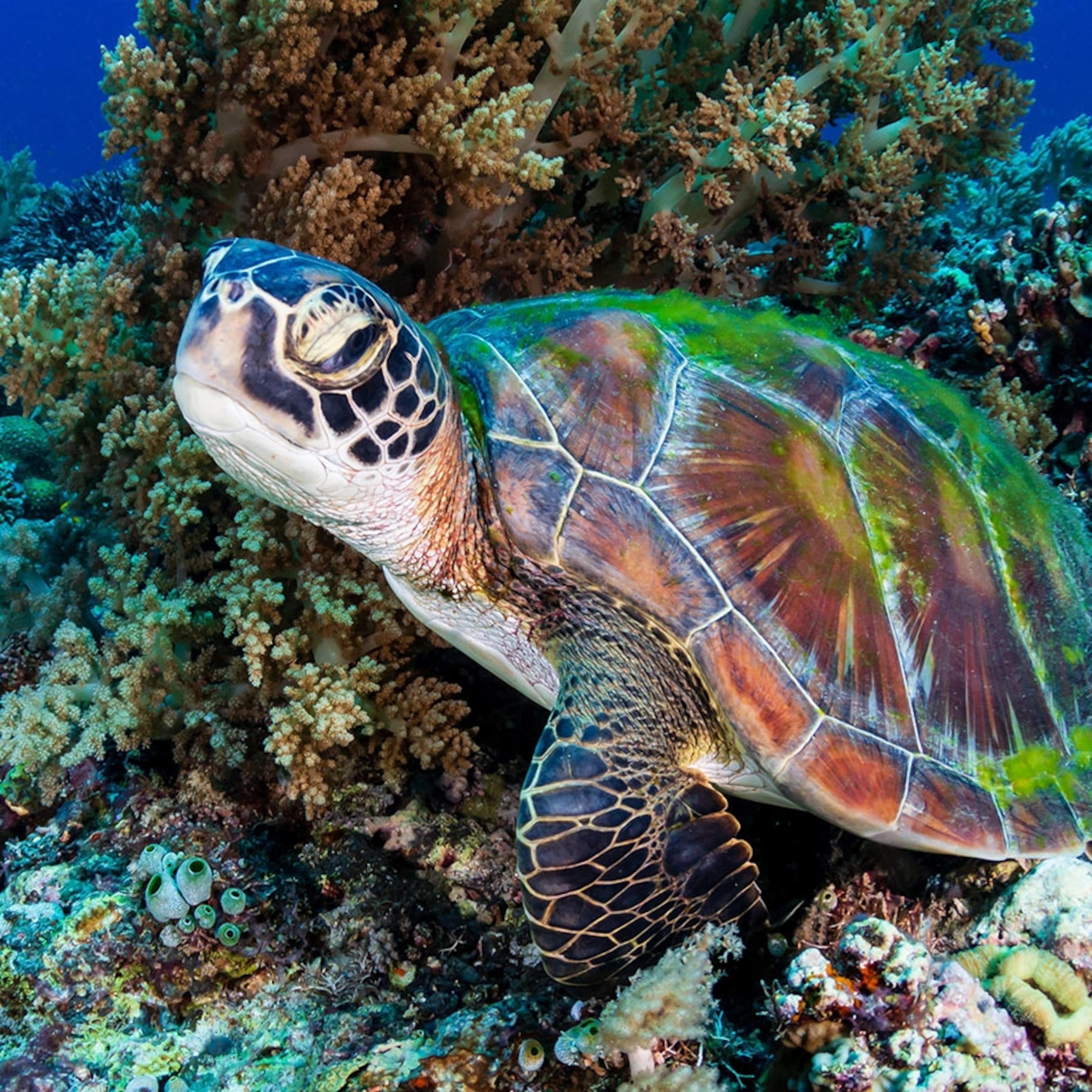 Green Sea Turtles Green Turtles And Climate Change | WWF Australia