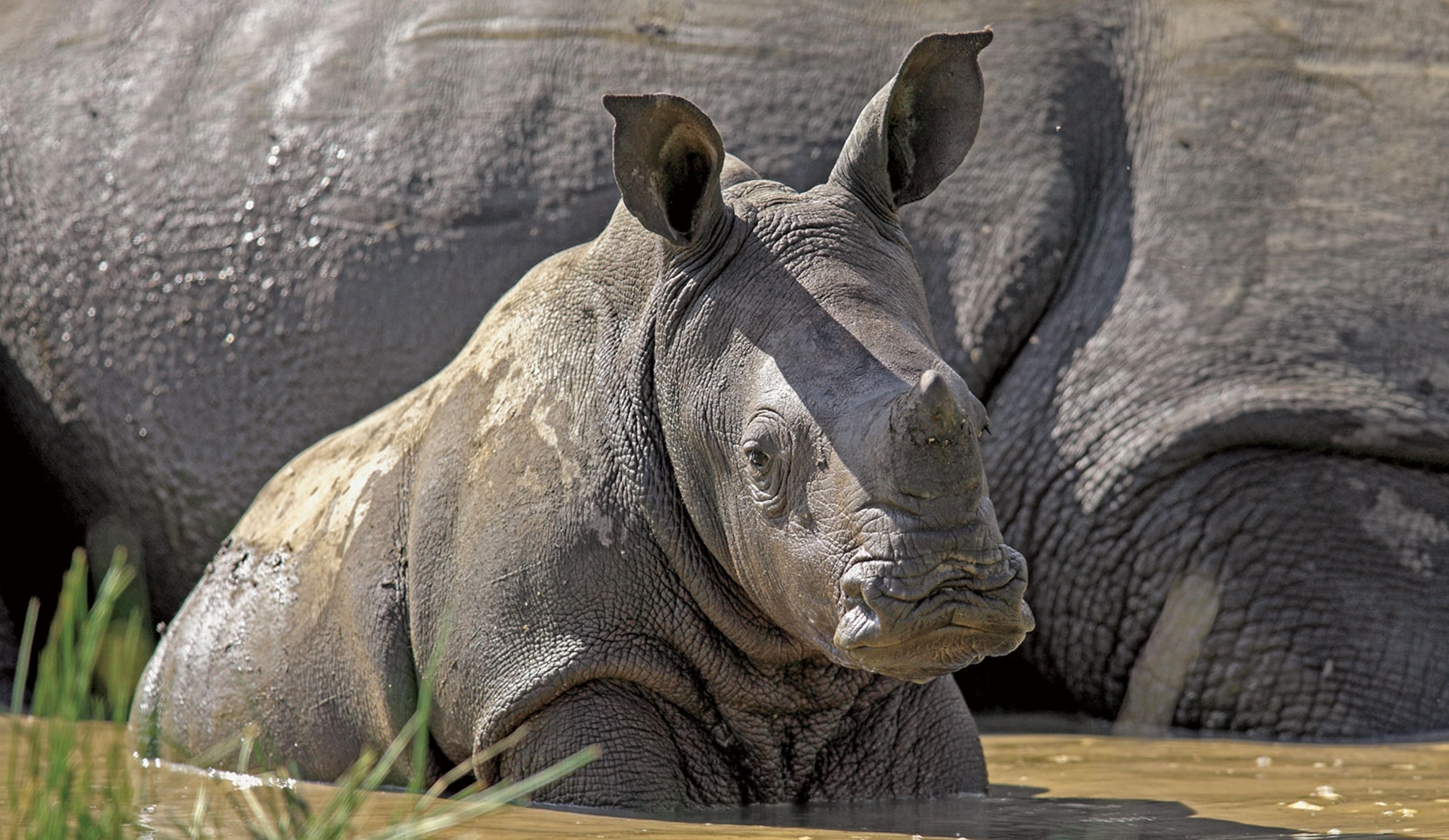 Rhinos In Africa