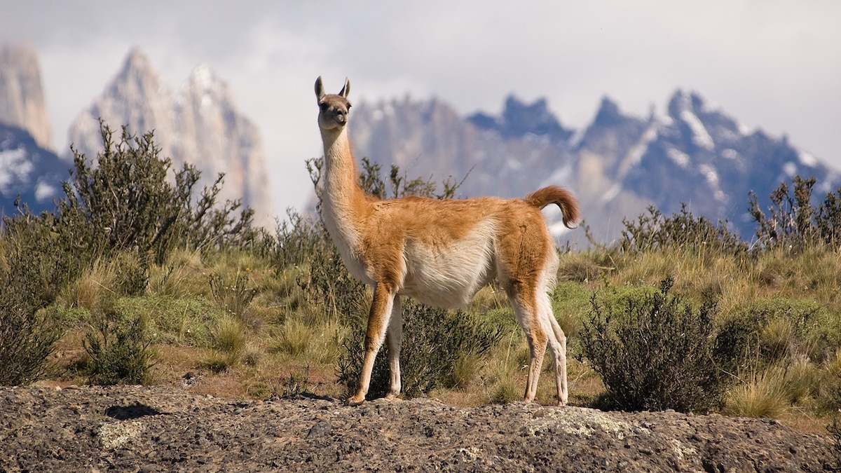 Guanaco
