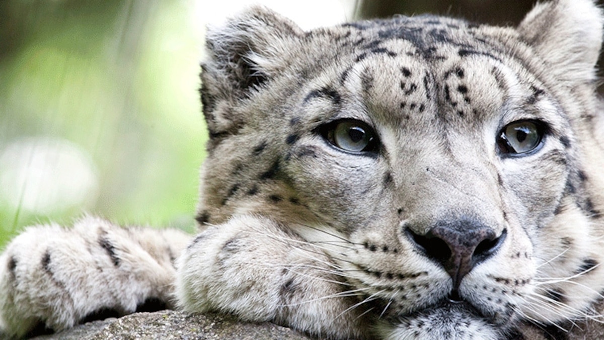 5 Reasons Why You ll Leap For Snow Leopards 5-reasons-why-you-ll-leap-for-snow-leopards