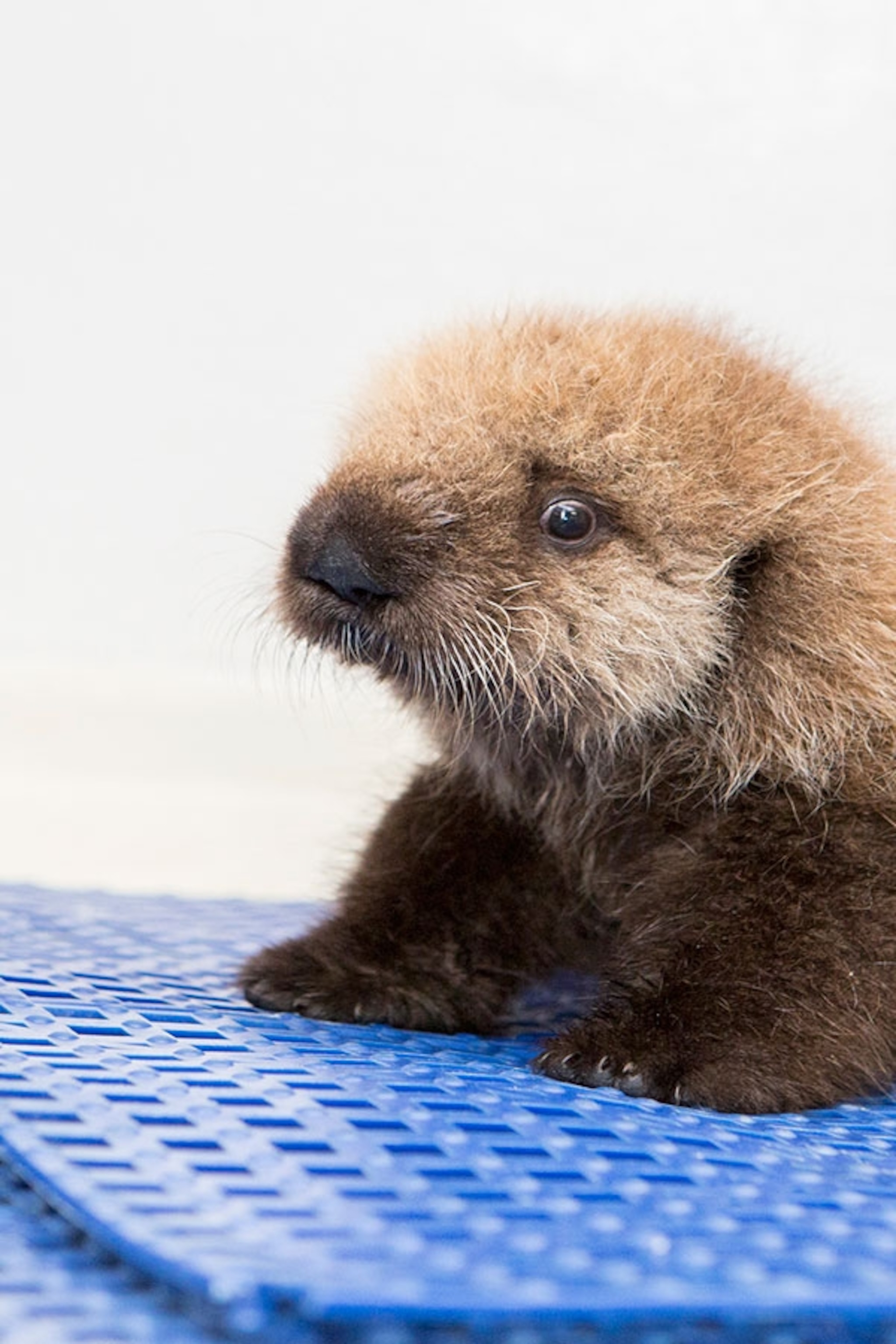 Baby Sea Otter Sleeping