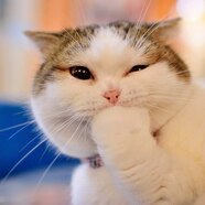 Pictures Of Cats Pictures Of Cats