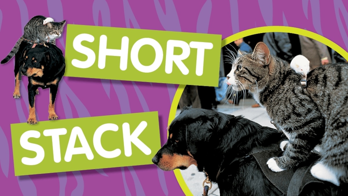 Amazing Animals: Short Stack | National Geographic Kids