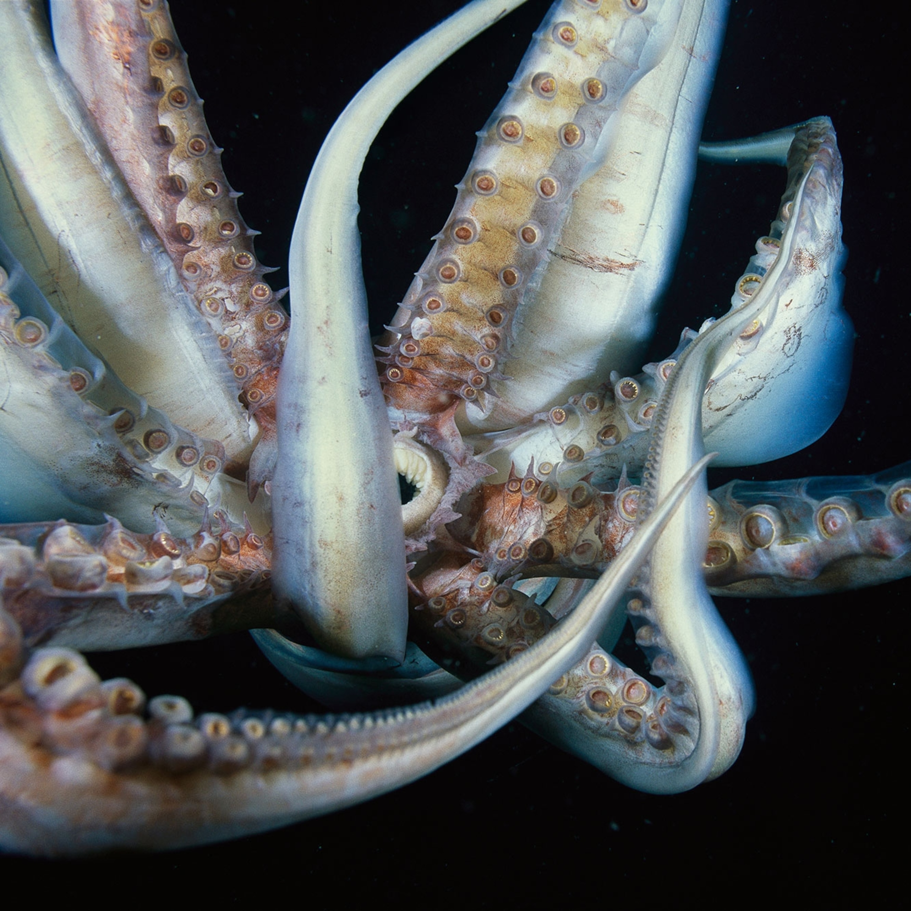 Colossal Squid Tentacles