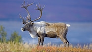 Arctic Tundra Caribou