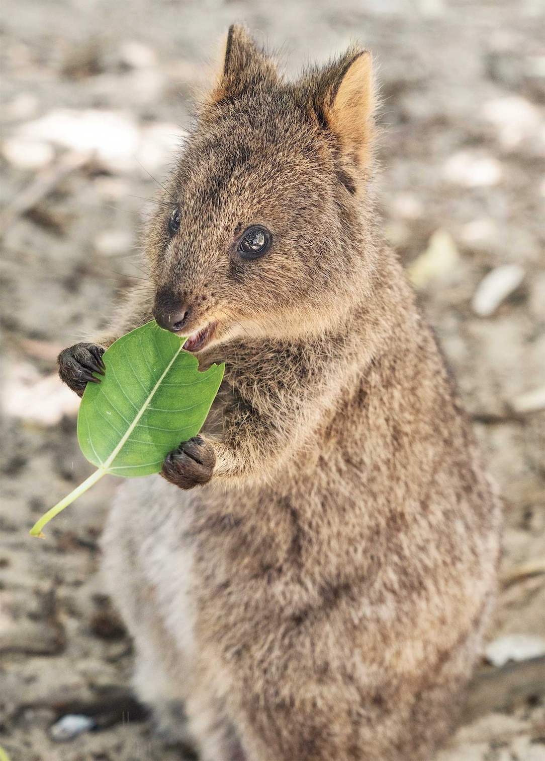 Quokka Eating Quokka