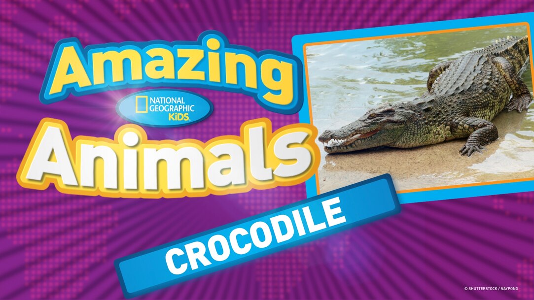 Gustave Crocodile National Geographic I Spy A Crocodile's Tongue