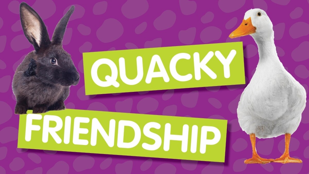 Amazing Animals: Quacky Friendship | National Geographic Kids