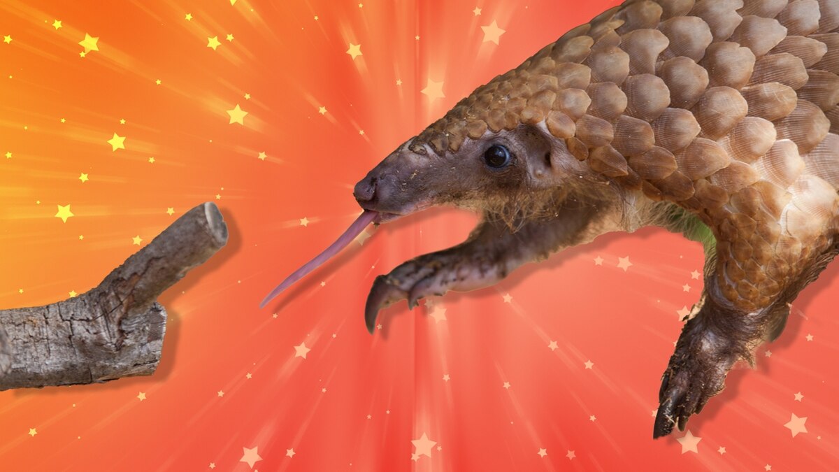 Pangolins | National Geographic Kids