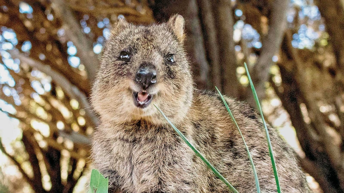 Quokka | National Geographic Kids
